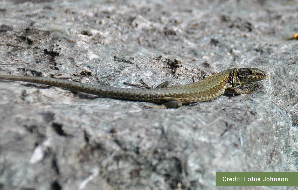 Common Wall Lizard - B.C. Reptiles & Amphibians