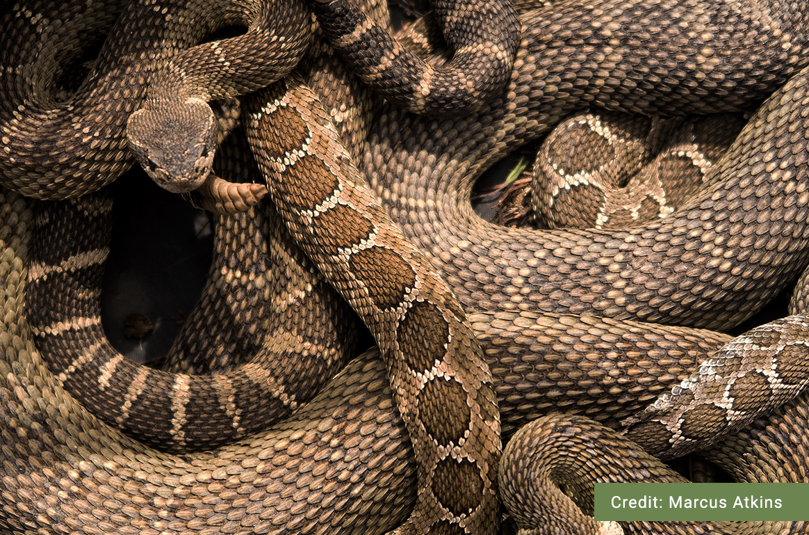 Western Rattlesnake – B.C. Reptiles & Amphibians