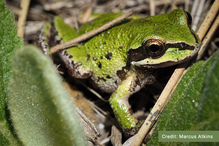 Pacific Treefrog - B.C. Reptiles & Amphibians