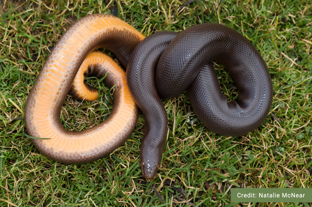 Northern Rubber Boa – B.C. Reptiles & Amphibians