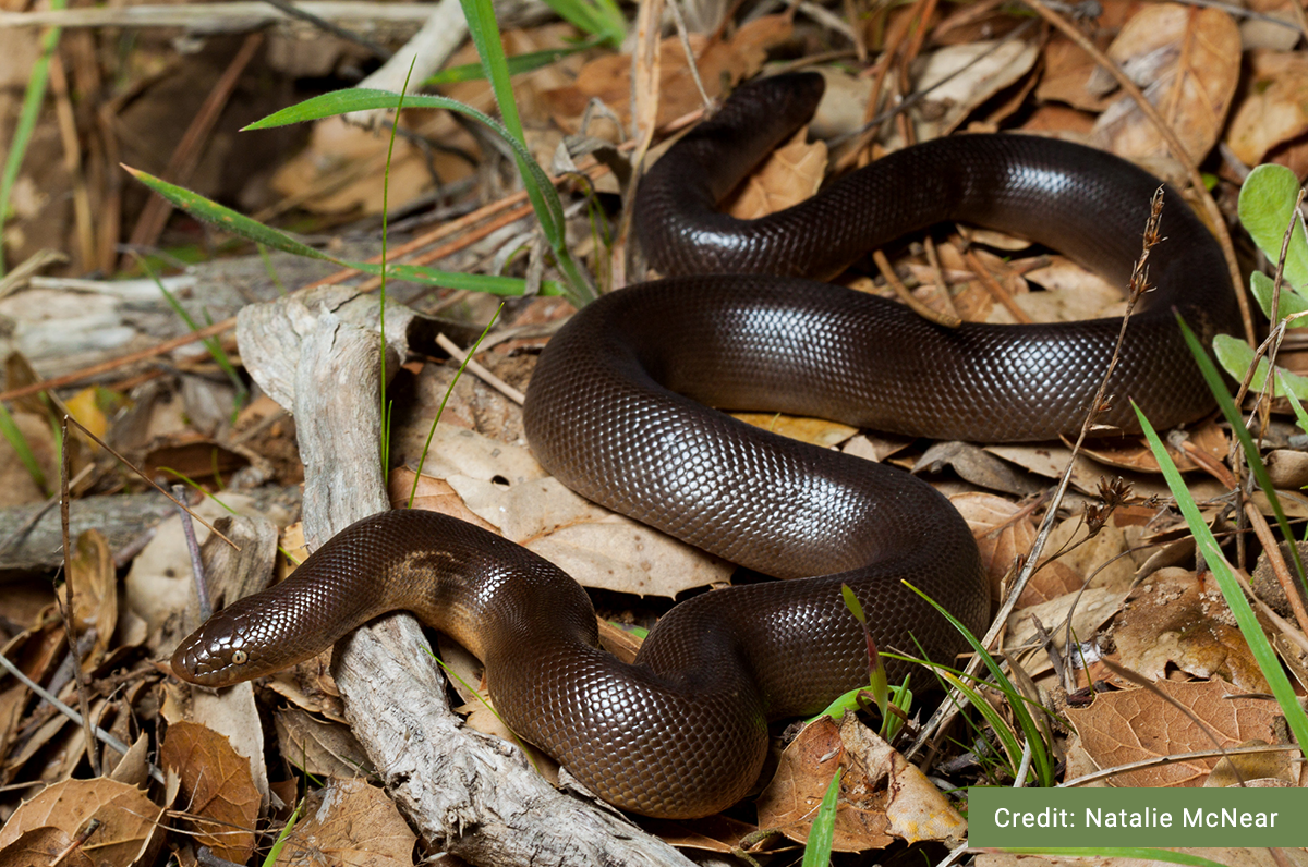 Northern Rubber Boa – B.C. Reptiles & Amphibians