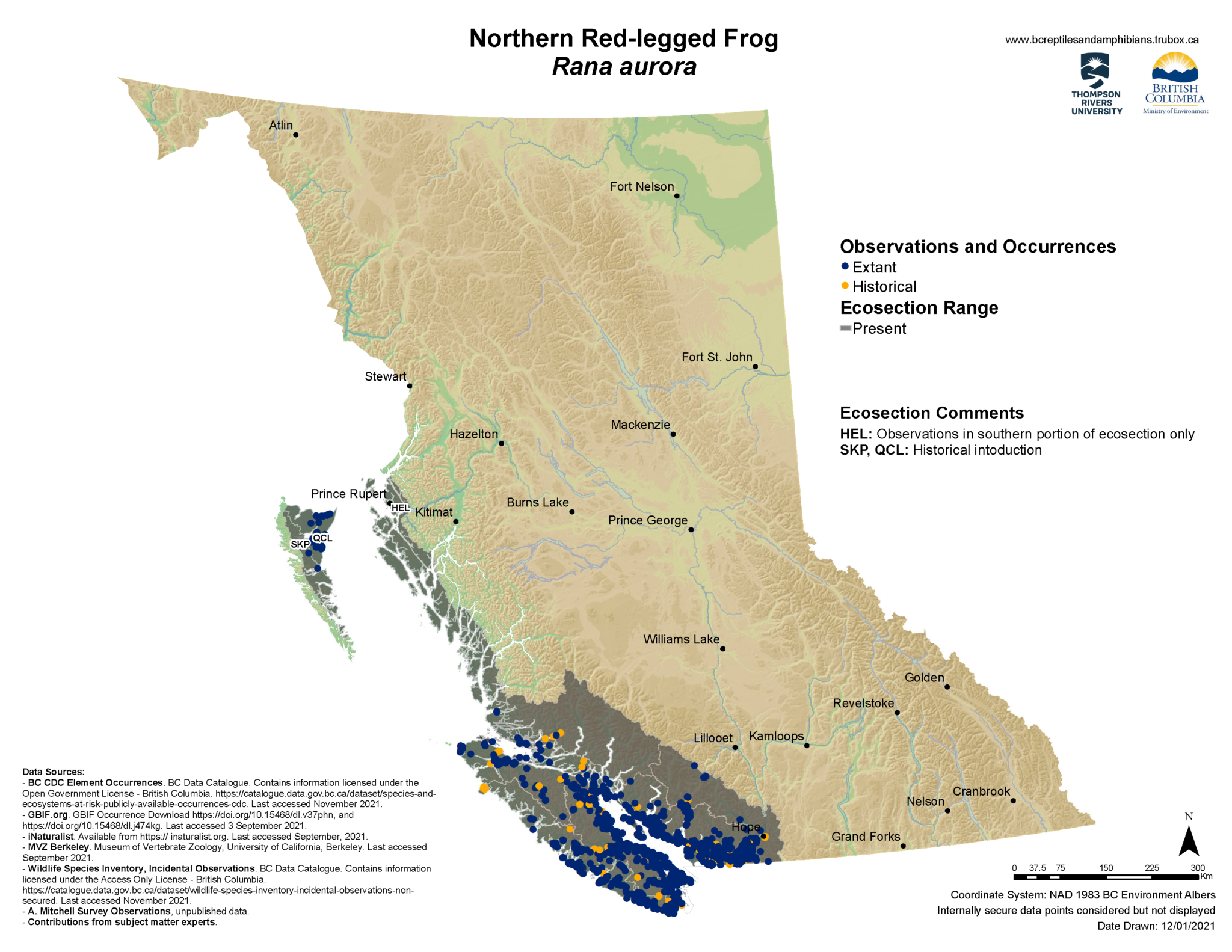 Northern Red-legged Frog – B.C. Reptiles & Amphibians