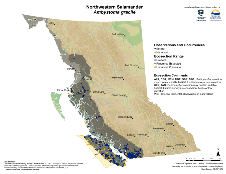 Coastal Giant Salamander - B.C. Reptiles & Amphibians