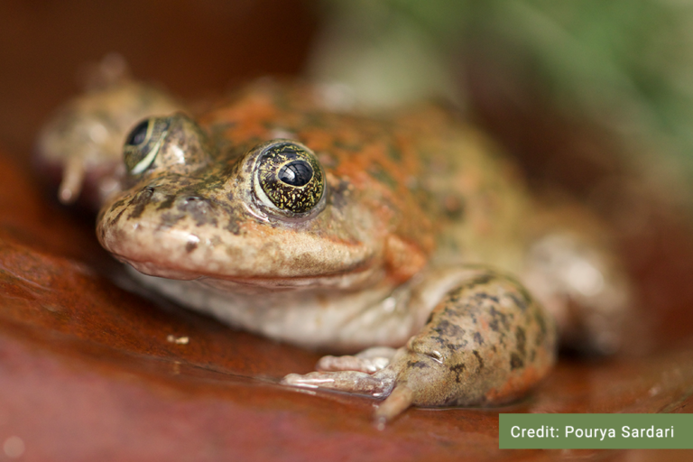 Oregon Spotted Frog - B.C. Reptiles & Amphibians