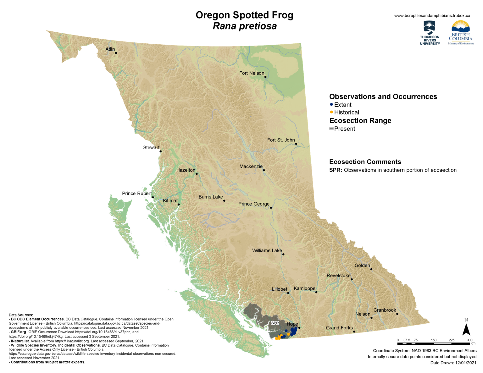 Oregon Spotted Frog - B.C. Reptiles & Amphibians