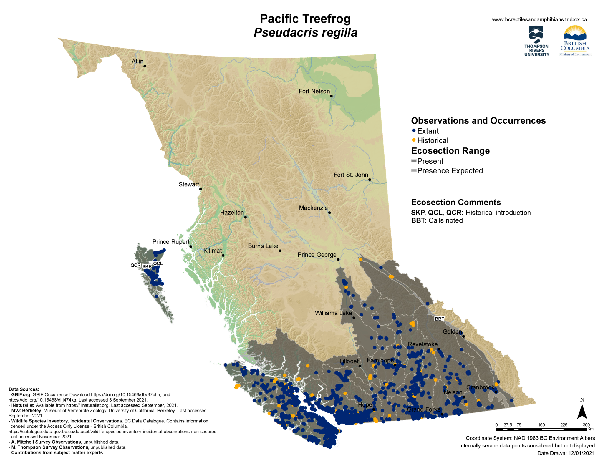 Pacific Treefrog - B.C. Reptiles & Amphibians