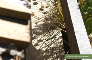 Common Wall Lizard - B.C. Reptiles & Amphibians