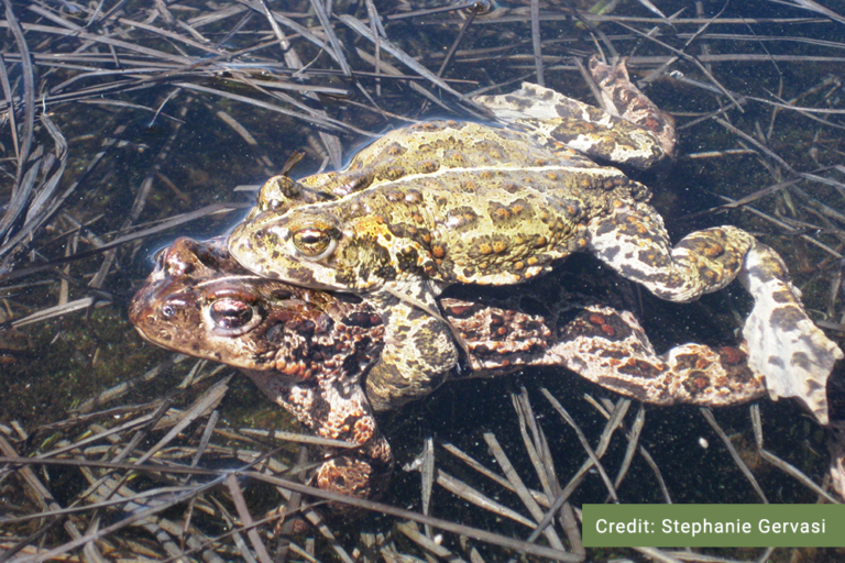 Western Toad - B.C. Reptiles & Amphibians