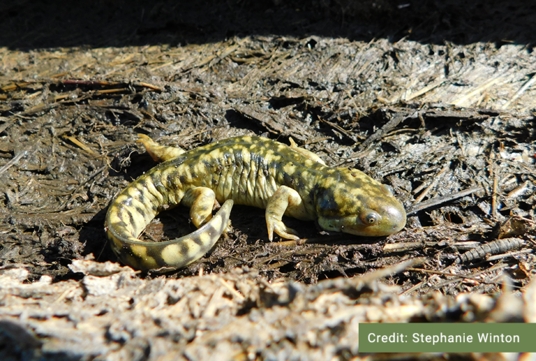 Western Tiger Salamander - B.C. Reptiles & Amphibians
