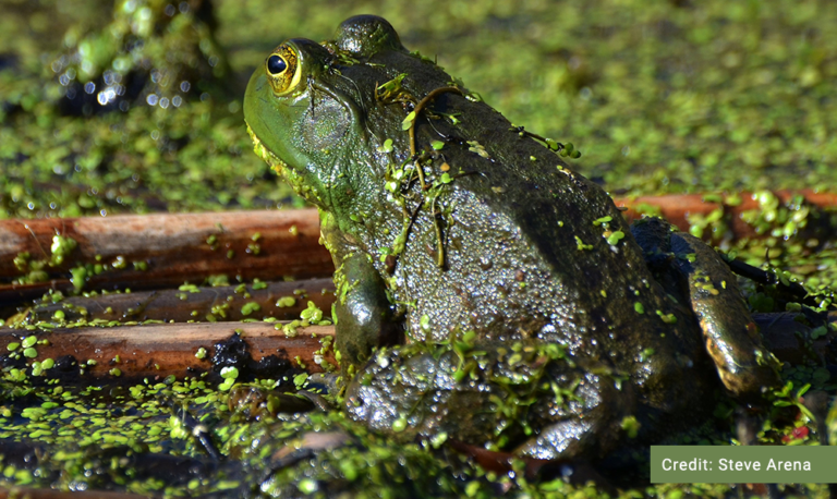 American Bullfrog – B.C. Reptiles & Amphibians