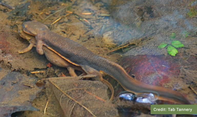 Rough-skinned Newt – B.C. Reptiles & Amphibians