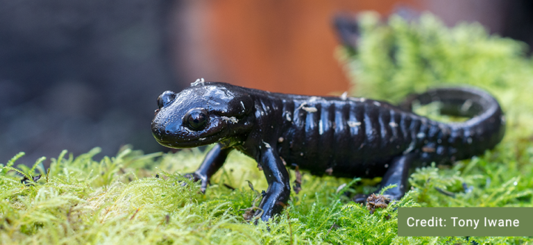 Northwestern Salamander - B.C. Reptiles & Amphibians