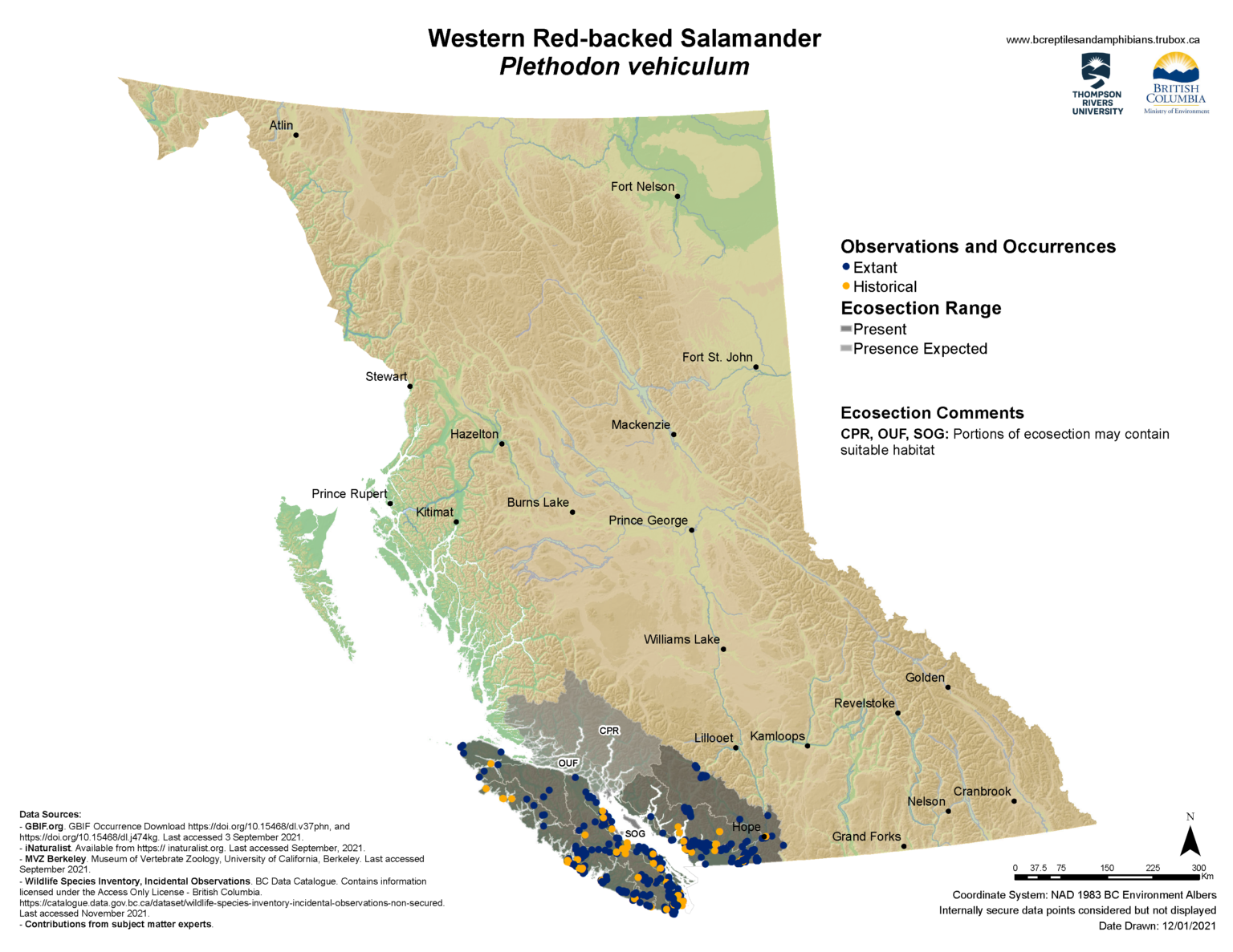 Western Red-backed Salamander - B.C. Reptiles & Amphibians