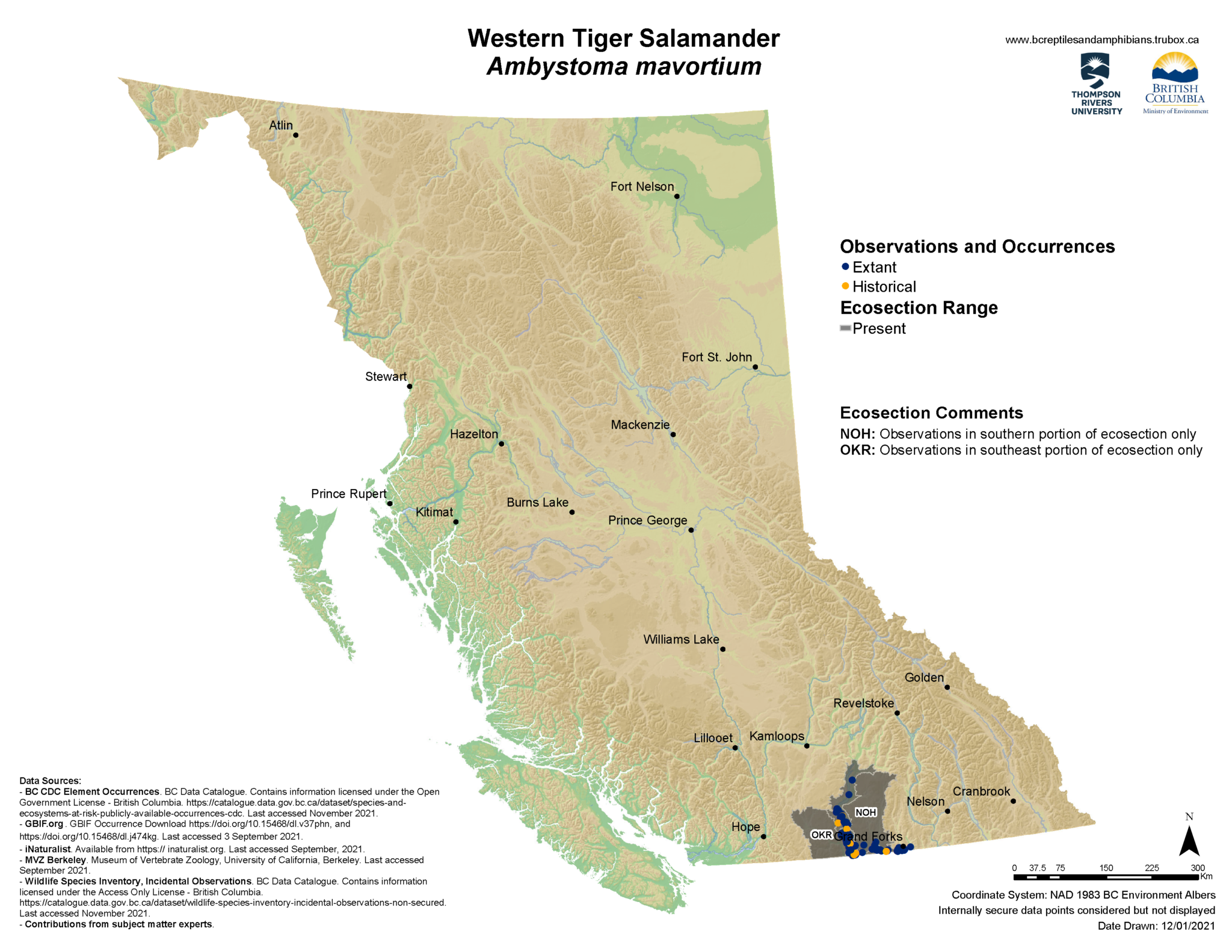 Western Tiger Salamander - B.C. Reptiles & Amphibians