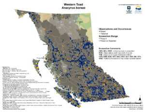 Western Toad - B.C. Reptiles & Amphibians