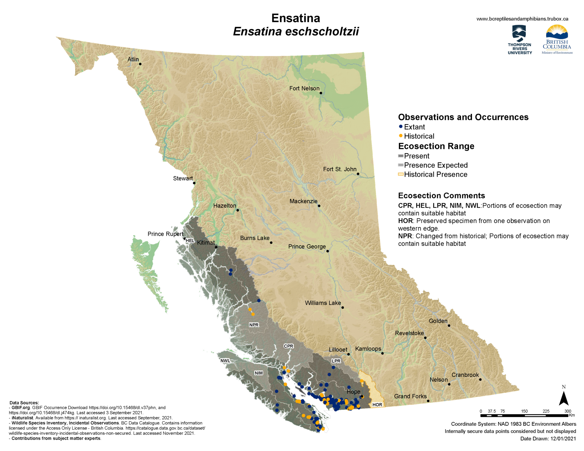 Ensatina - B.C. Reptiles & Amphibians