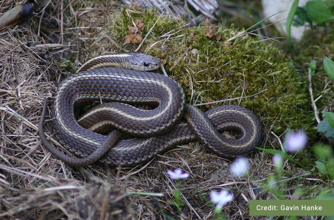 Western Terrestrial Gartersnake - B.C. Reptiles & Amphibians