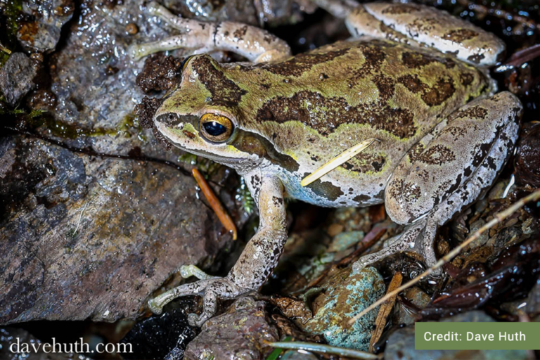Boreal Chorus Frog - B.C. Reptiles & Amphibians
