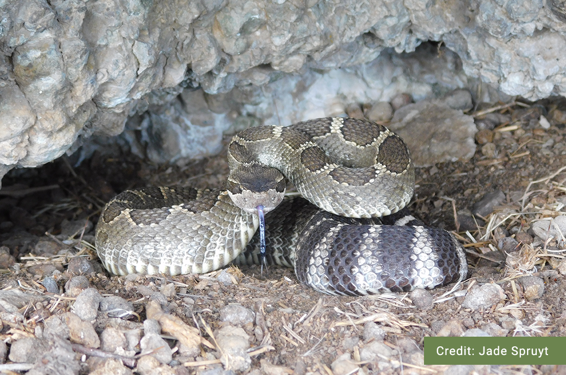 Western Rattlesnake – B.C. Reptiles & Amphibians