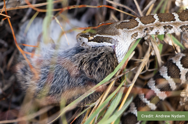 Western Rattlesnake – B.C. Reptiles & Amphibians