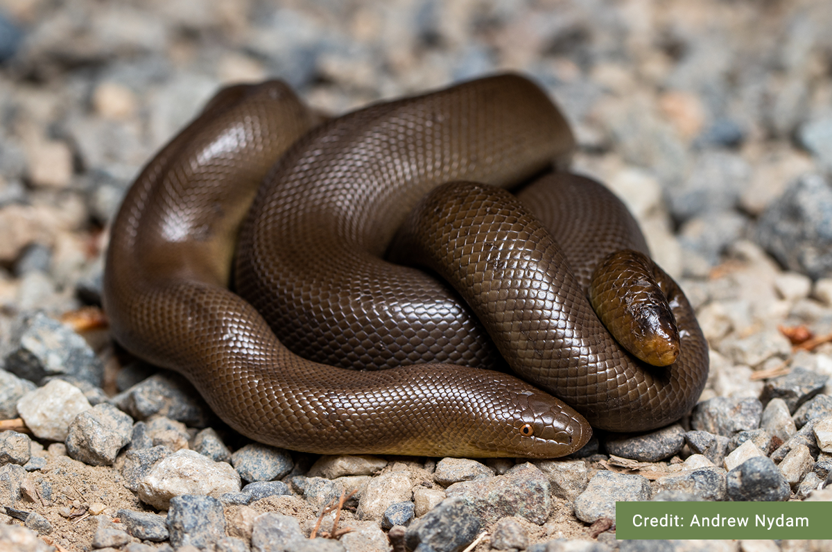 Northern Rubber Boa – B.C. Reptiles & Amphibians