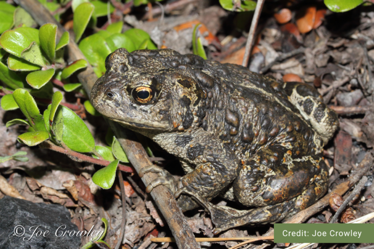 Western Toad - B.C. Reptiles & Amphibians